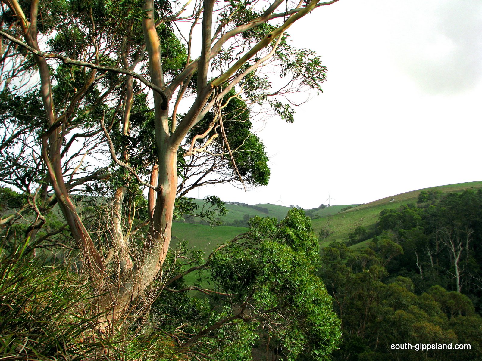 Agnes Falls South Gippsland - Victoria - Australia