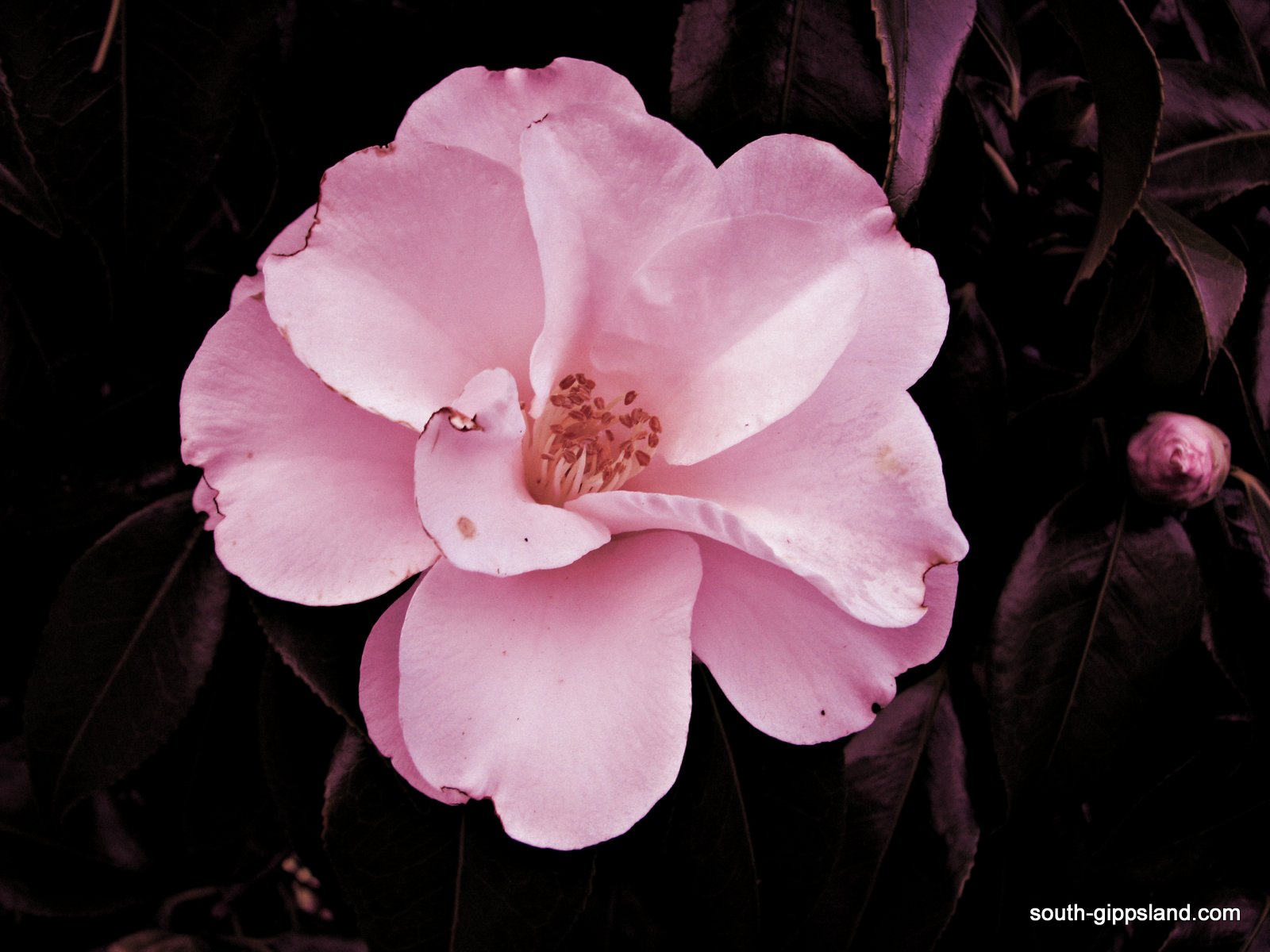 Foster South Gippsland - Victoria - Australia