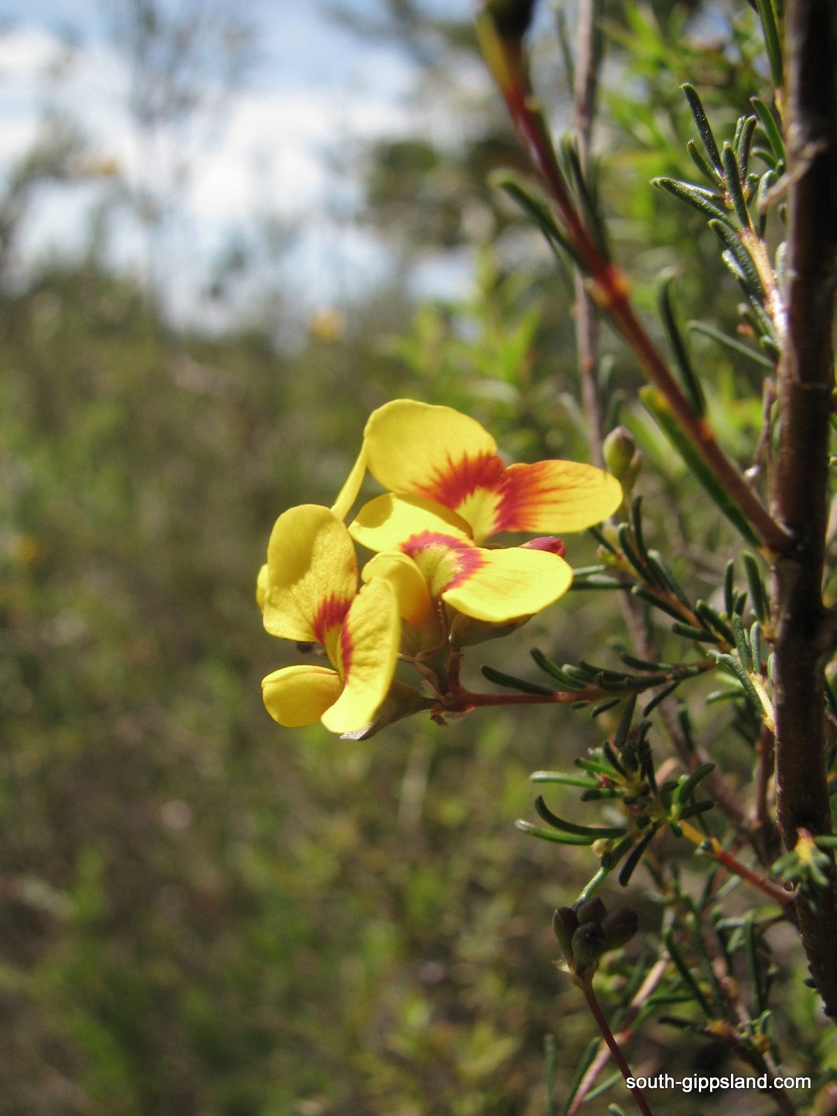 Foster South Gippsland - Victoria - Australia