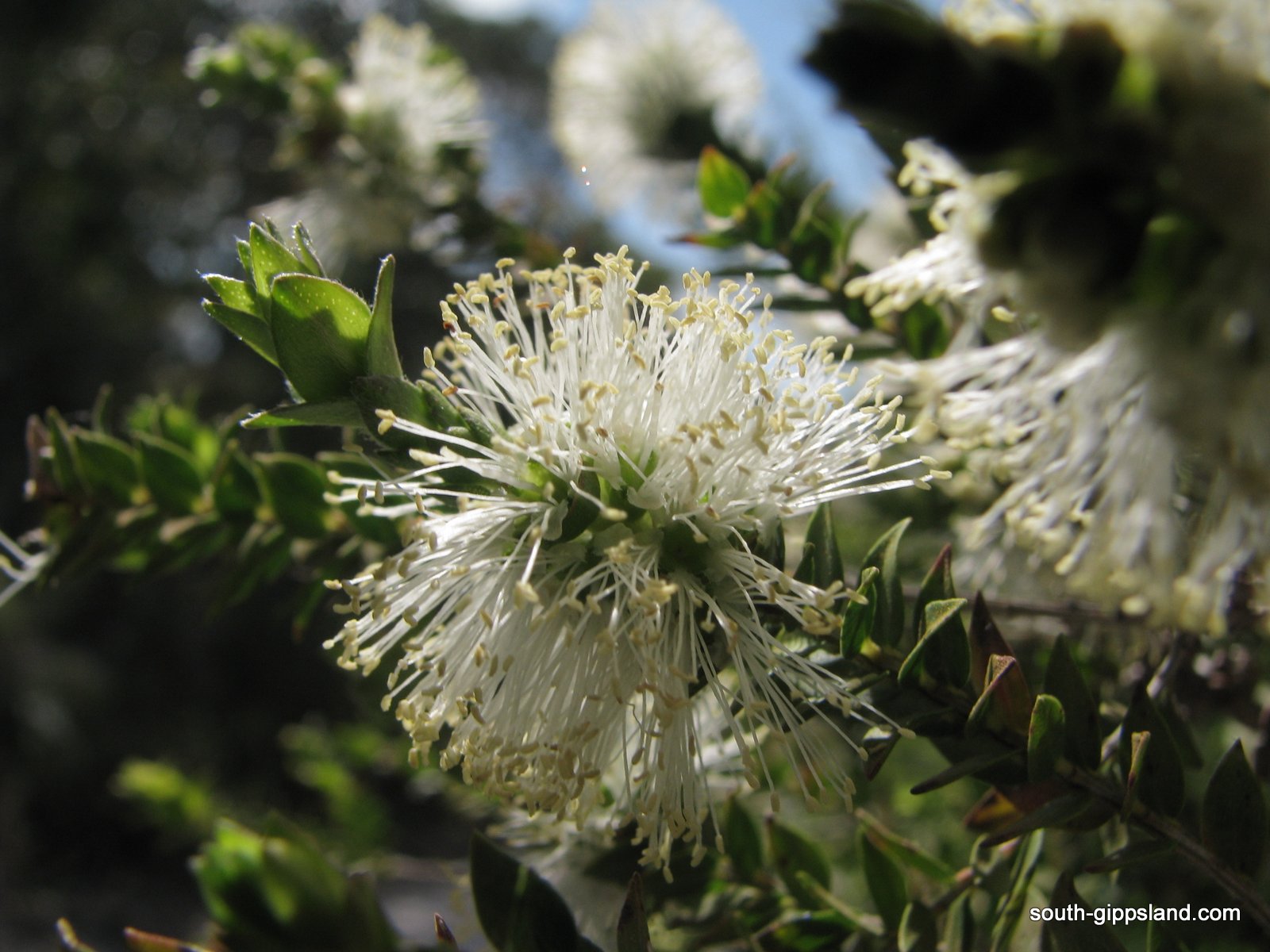 Foster South Gippsland - Victoria - Australia