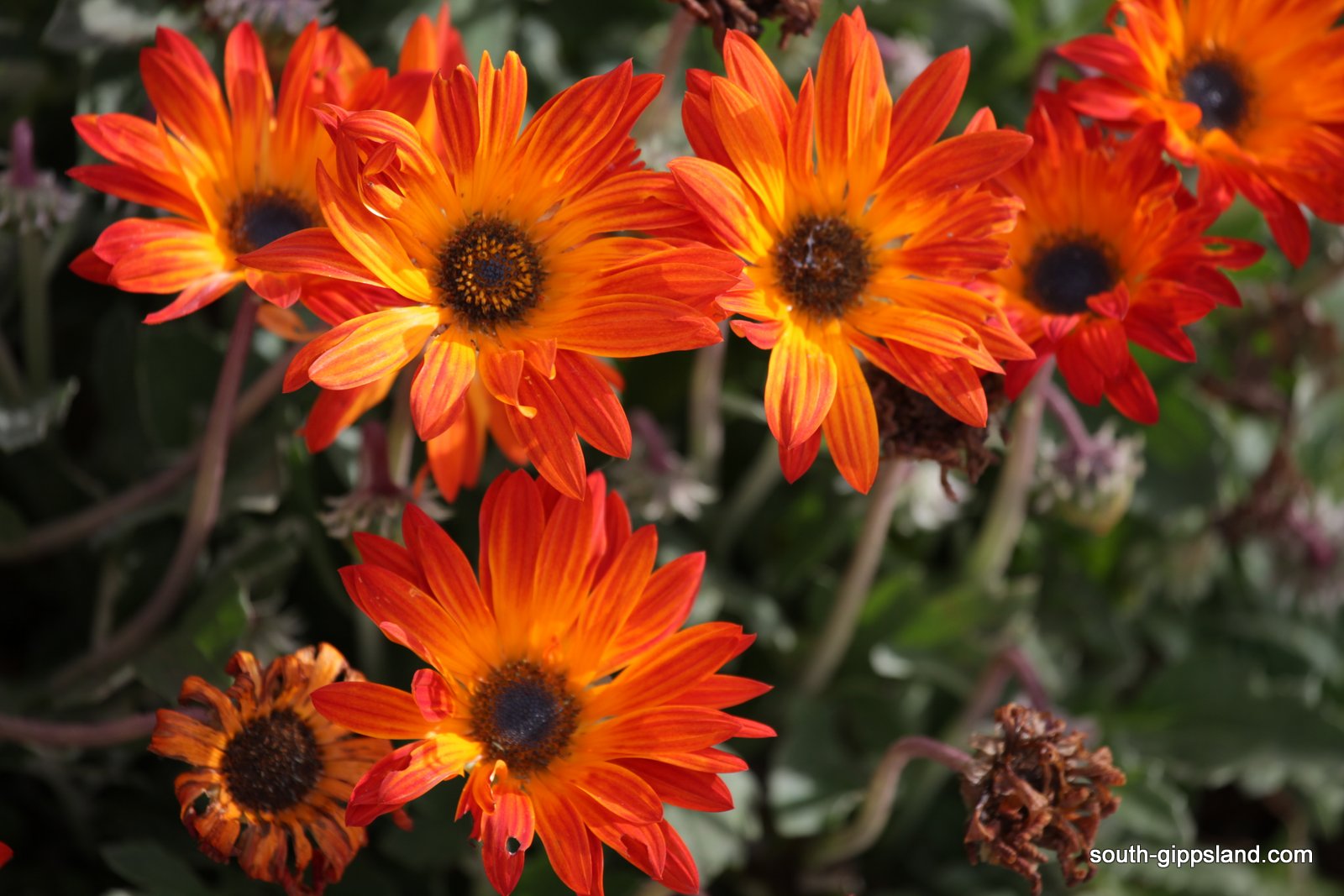 Foster South Gippsland - Victoria - Australia