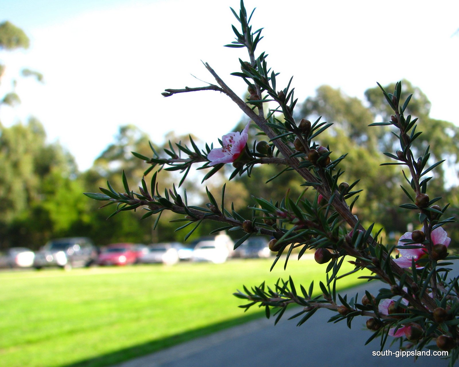 Foster Primary School South Gippsland - Victoria - Australia