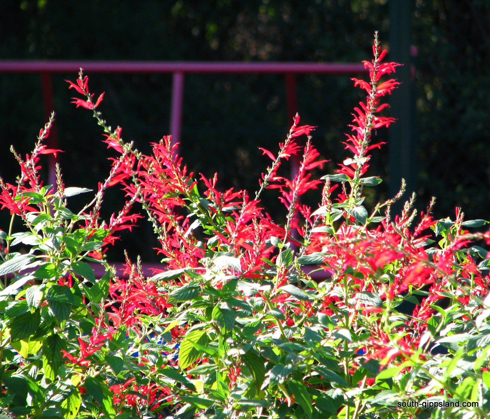 Foster Primary School | South Gippsland - Victoria - Australia