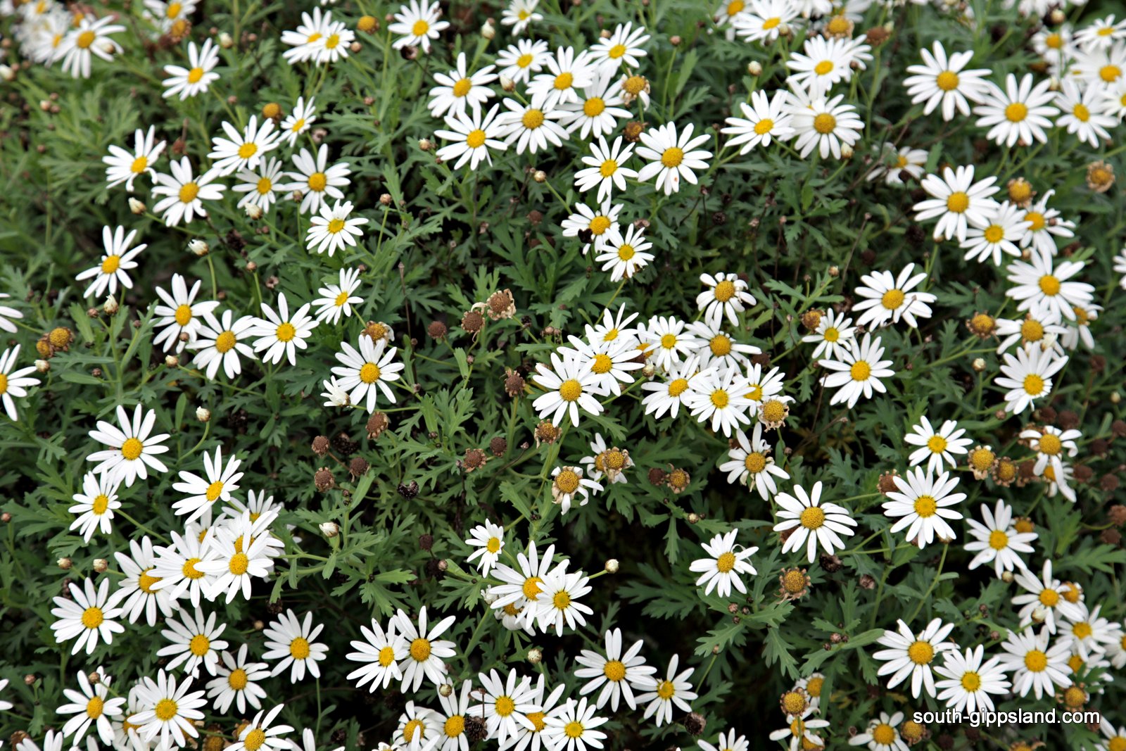 Koonwarra Community South Gippsland - Victoria - Australia