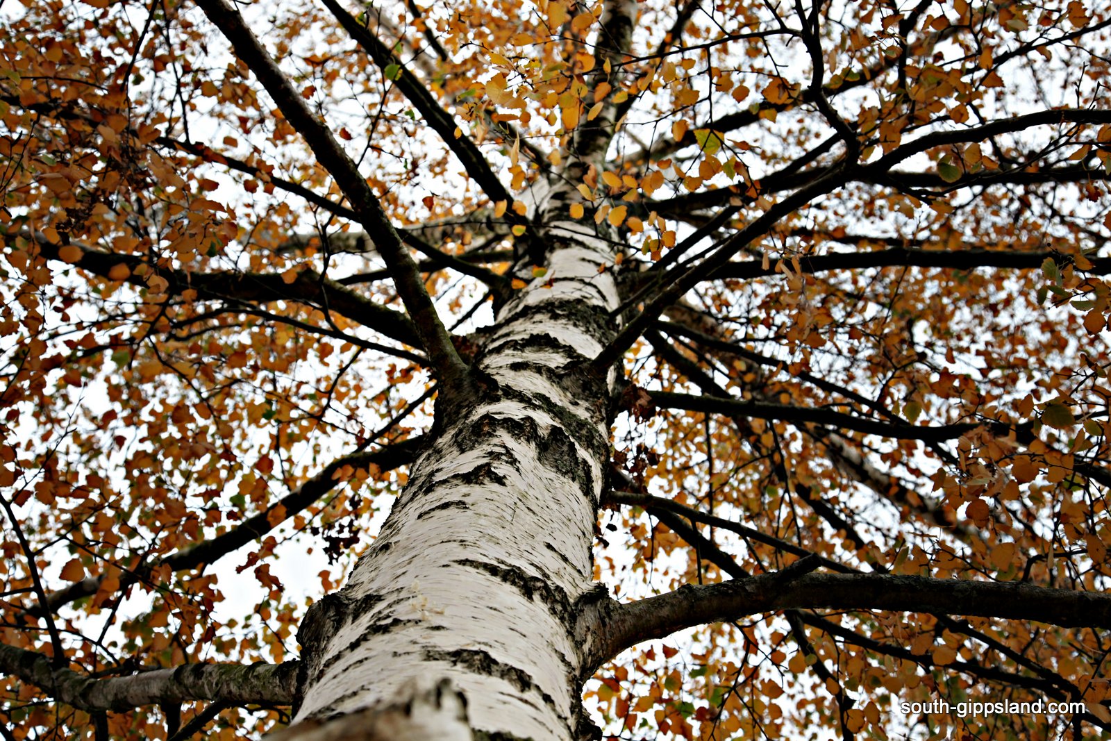 Meeniyan South Gippsland - Victoria - Australia