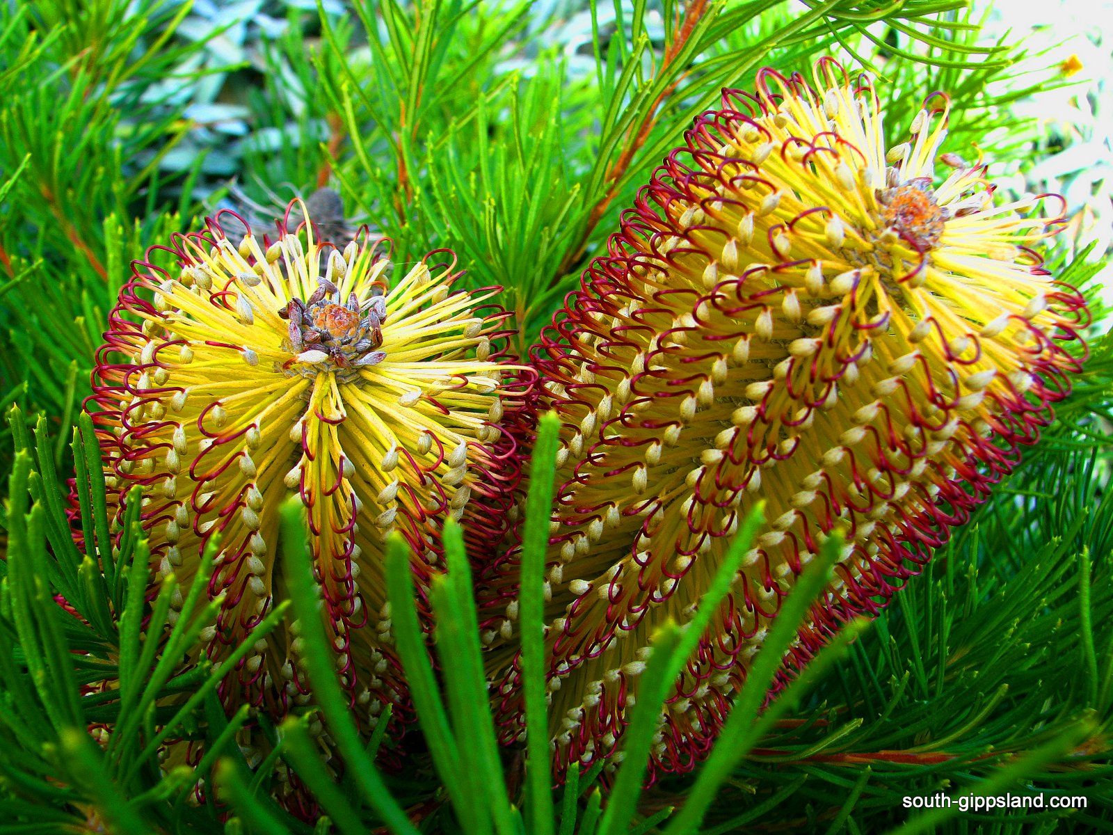 Meeniyan South Gippsland - Victoria - Australia