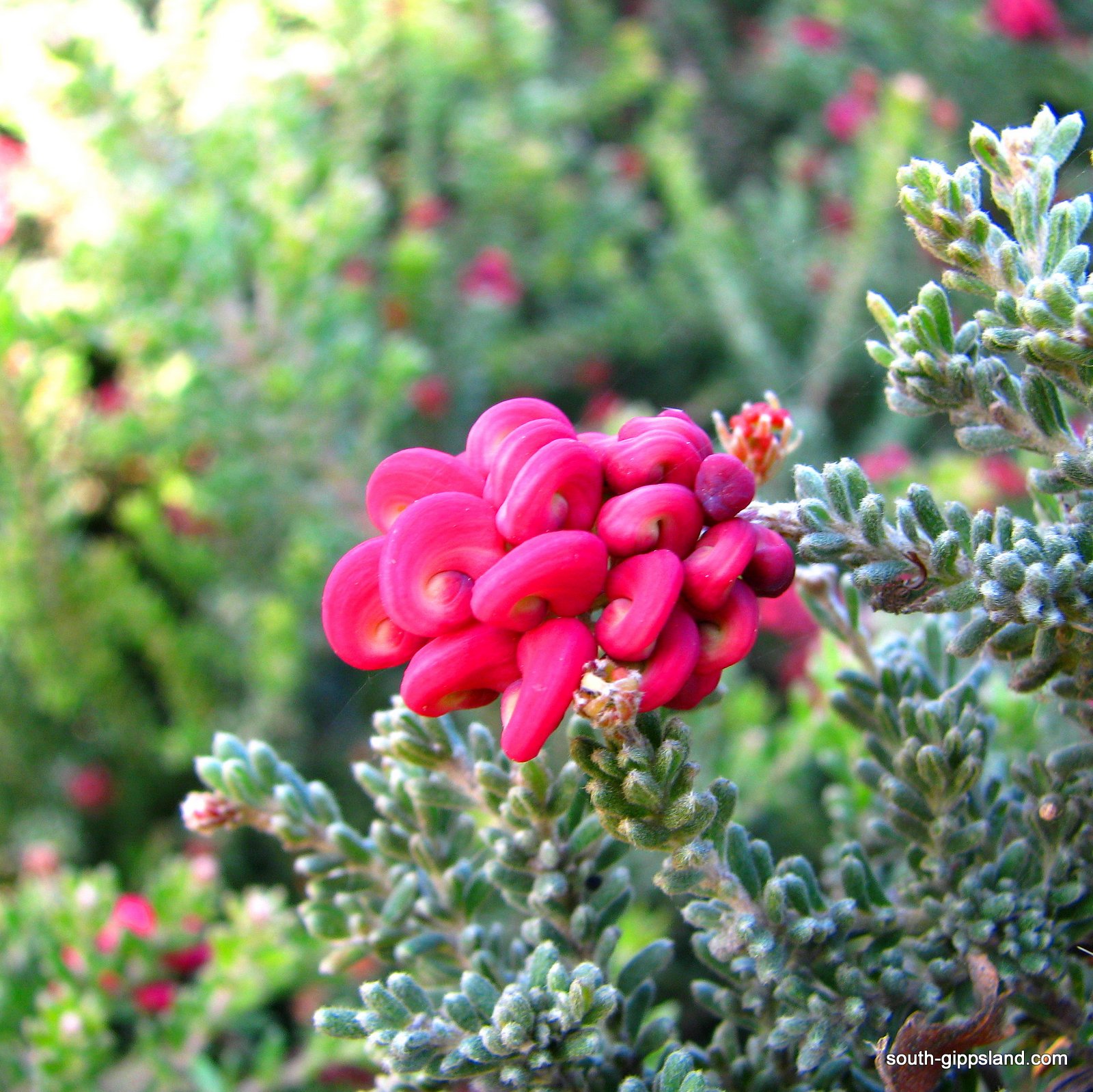 Meeniyan South Gippsland - Victoria - Australia