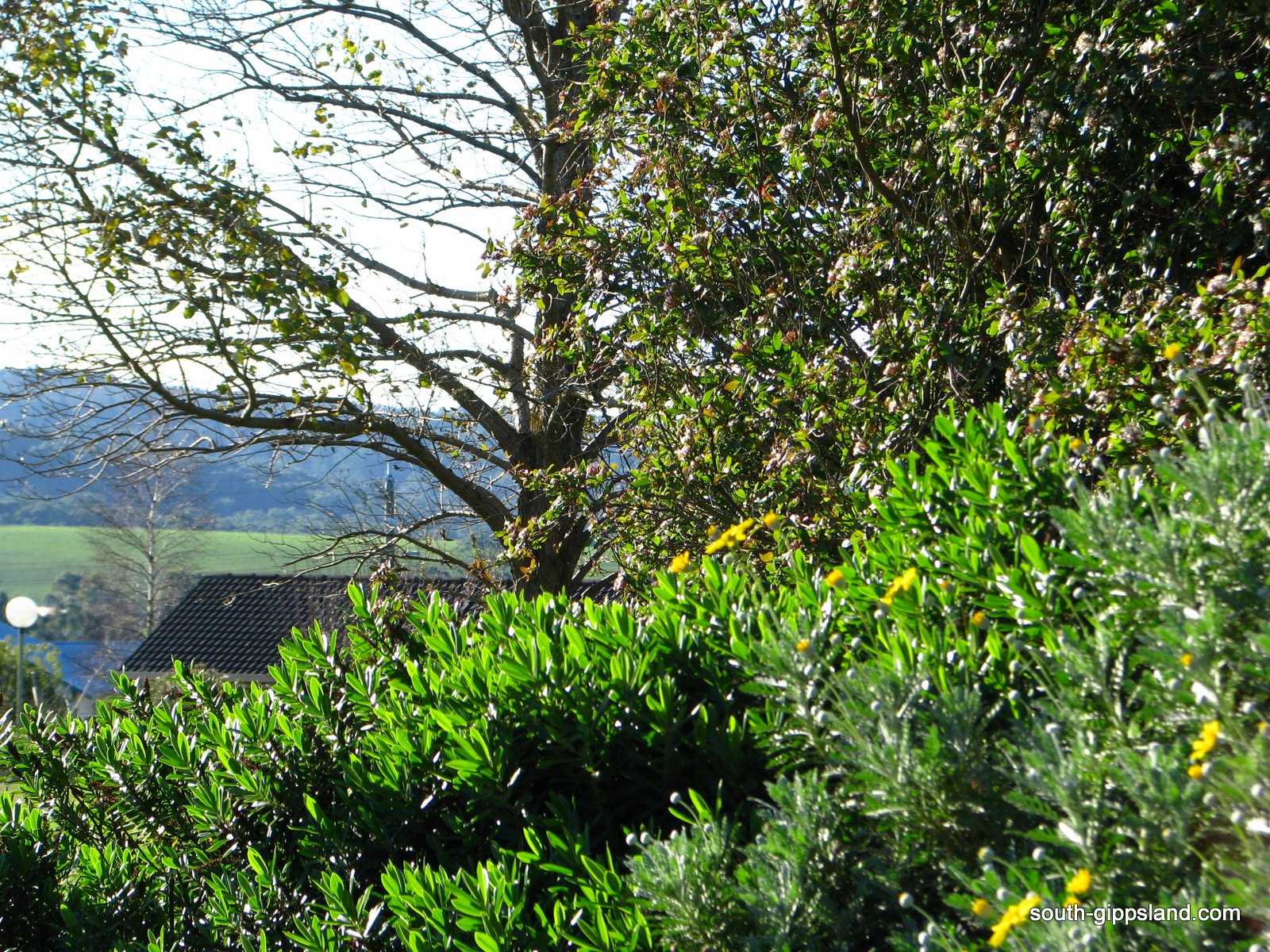 Mirboo North South Gippsland - Victoria - Australia