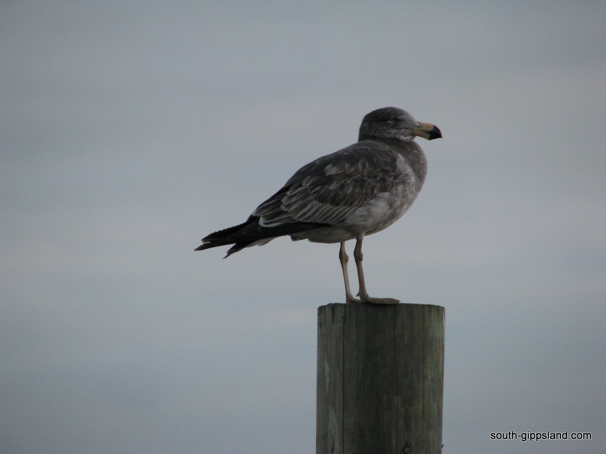 Port Franklin South Gippsland - Victoria - Australia