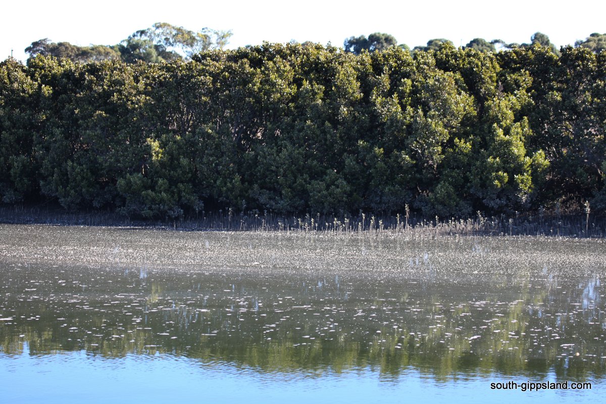 Port Franklin South Gippsland - Victoria - Australia