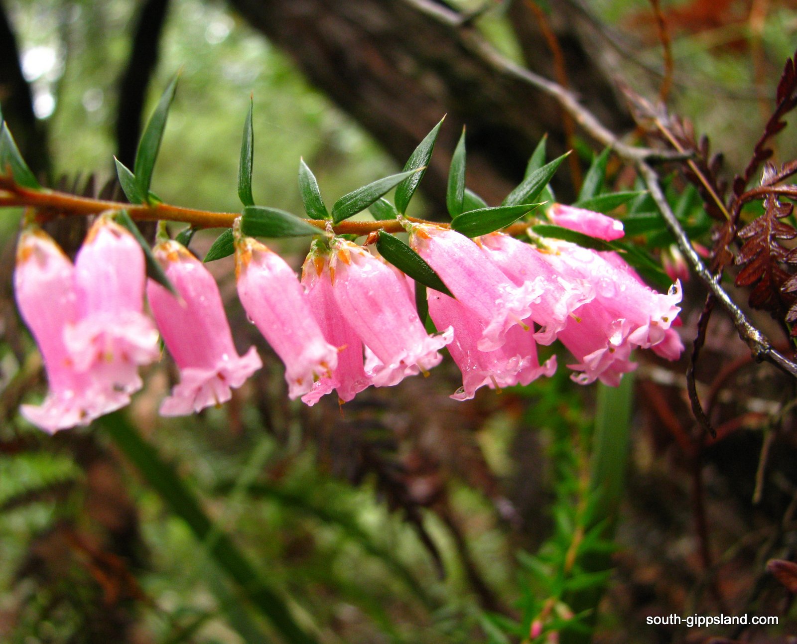 Native Trees and Flowers South Gippsland - Victoria - Australia