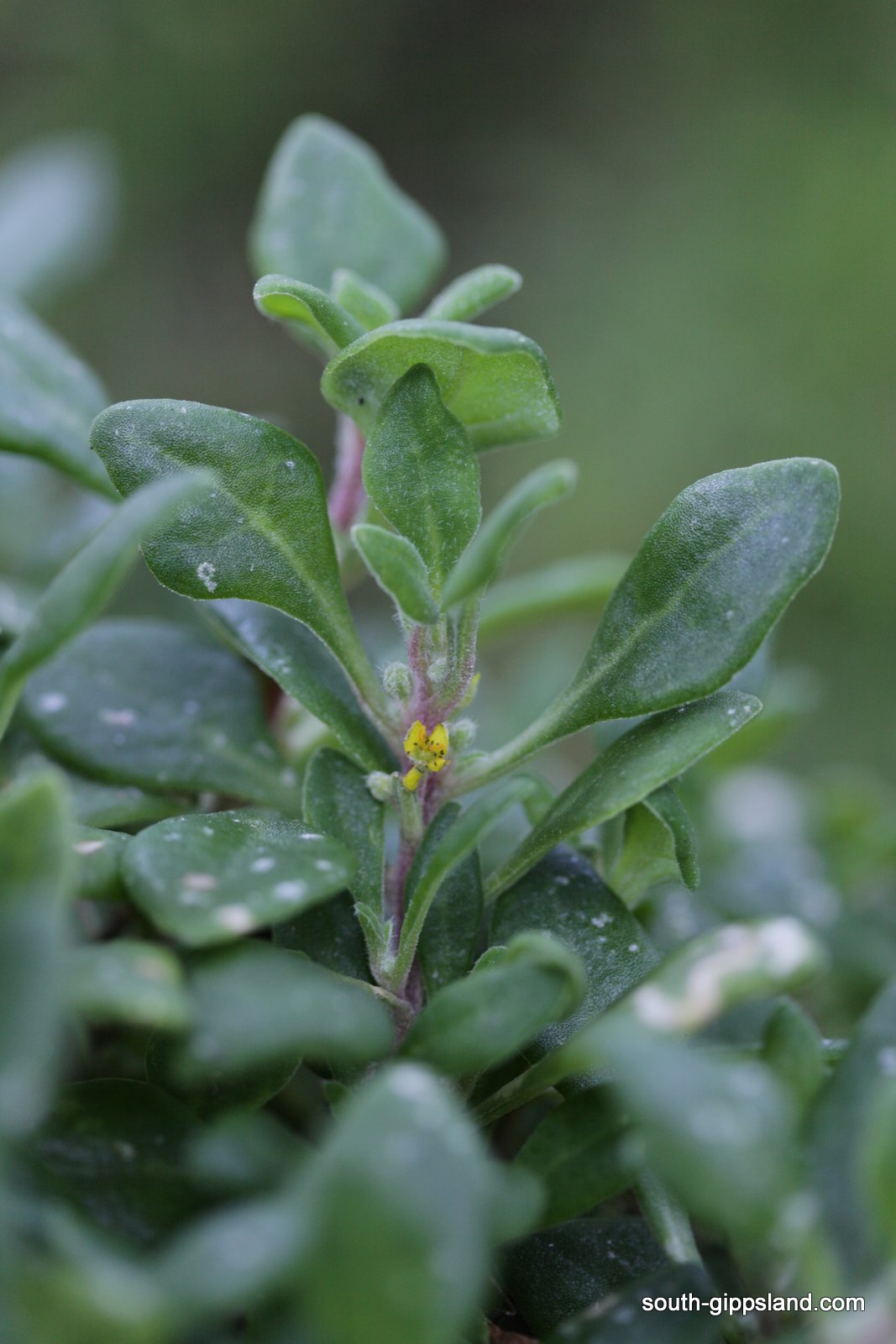 Native Trees and Flowers South Gippsland - Victoria - Australia