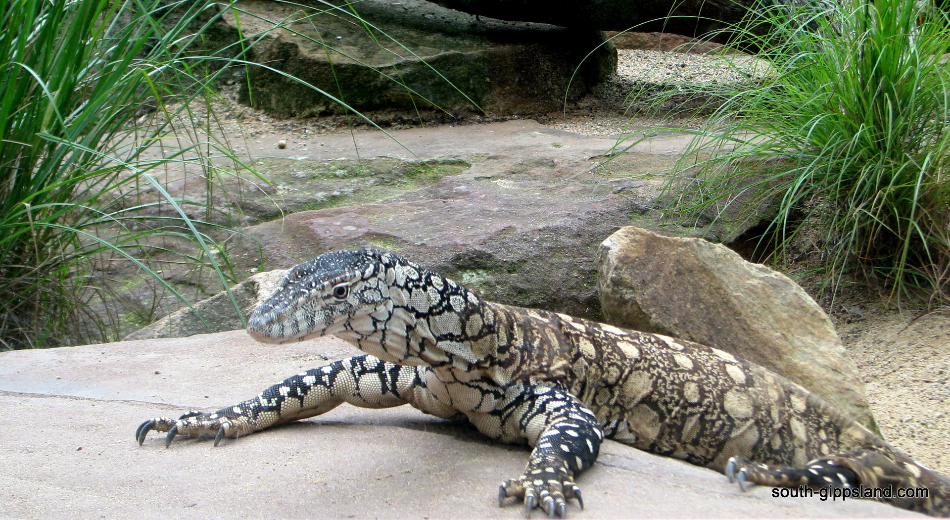 Native Australian Wildlife South Gippsland - Victoria - Australia