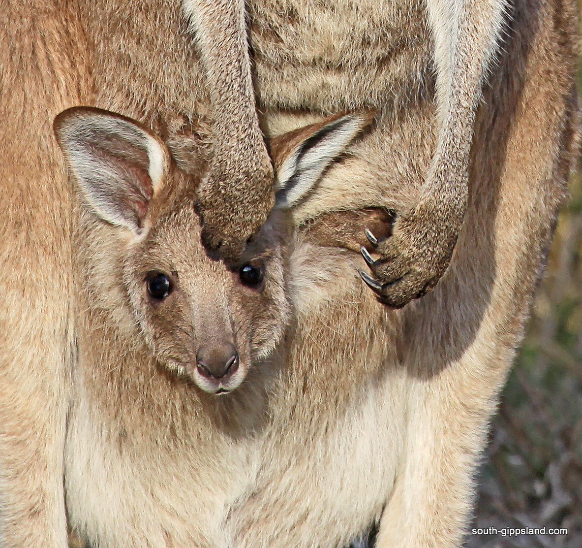 Native Australian Wildlife South Gippsland - Victoria - Australia