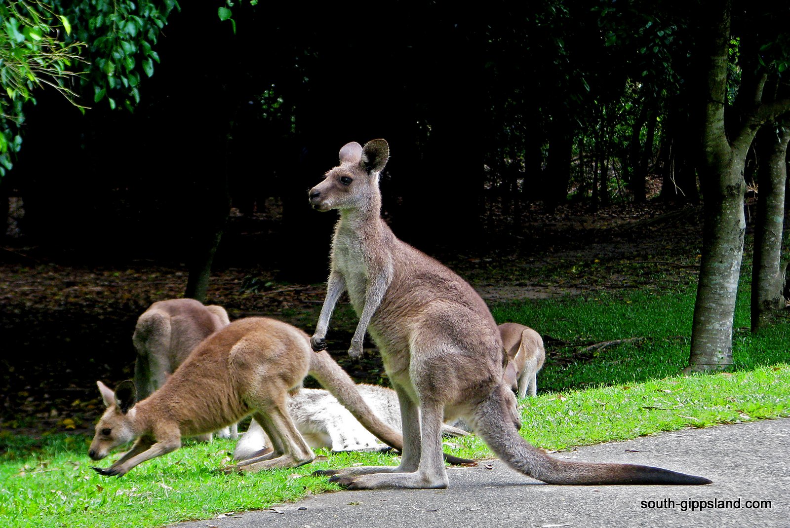 Native Australian Wildlife South Gippsland - Victoria - Australia