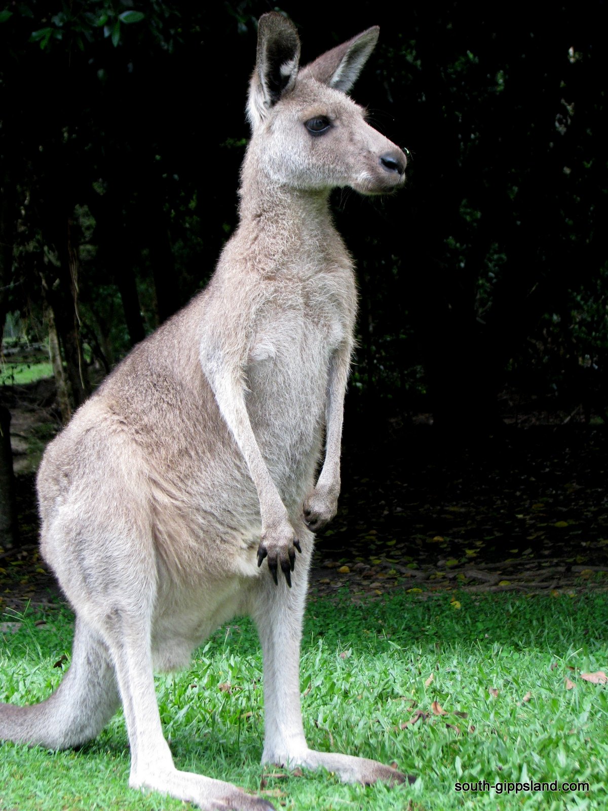 Native Australian Wildlife South Gippsland - Victoria - Australia