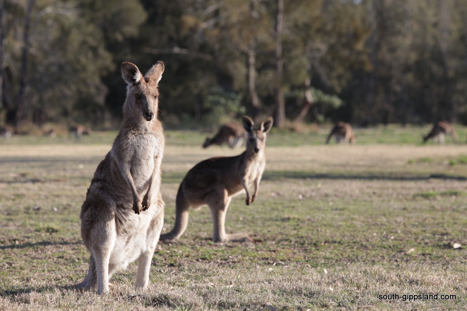 Native Australian Wildlife South Gippsland - Victoria - Australia