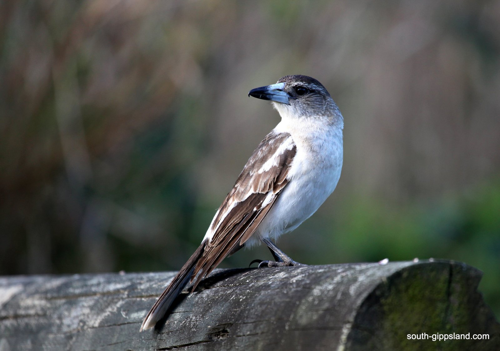 Native Australian Birds South Gippsland - Victoria - Australia