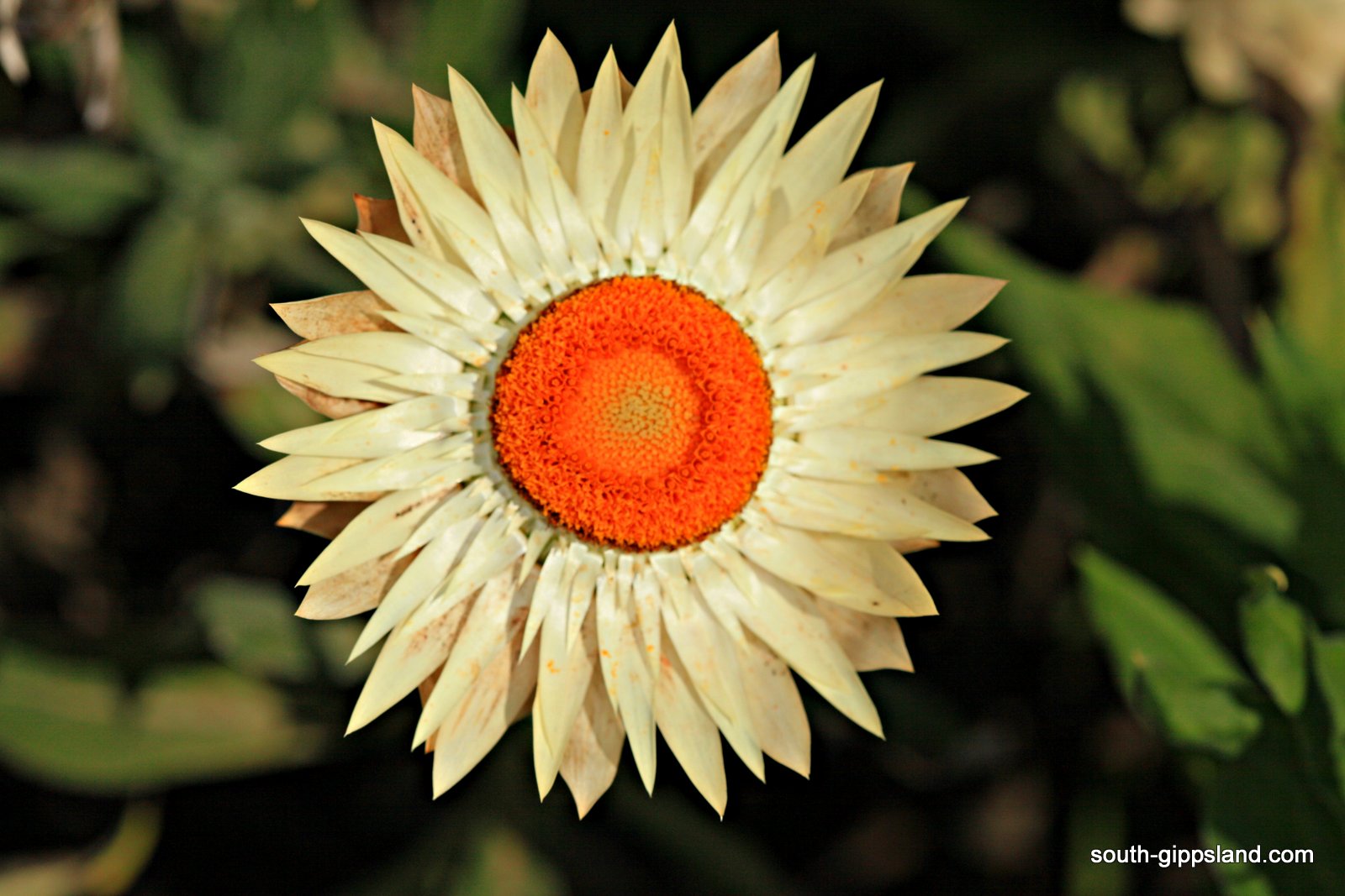 Native Trees and Flowers South Gippsland - Victoria - Australia