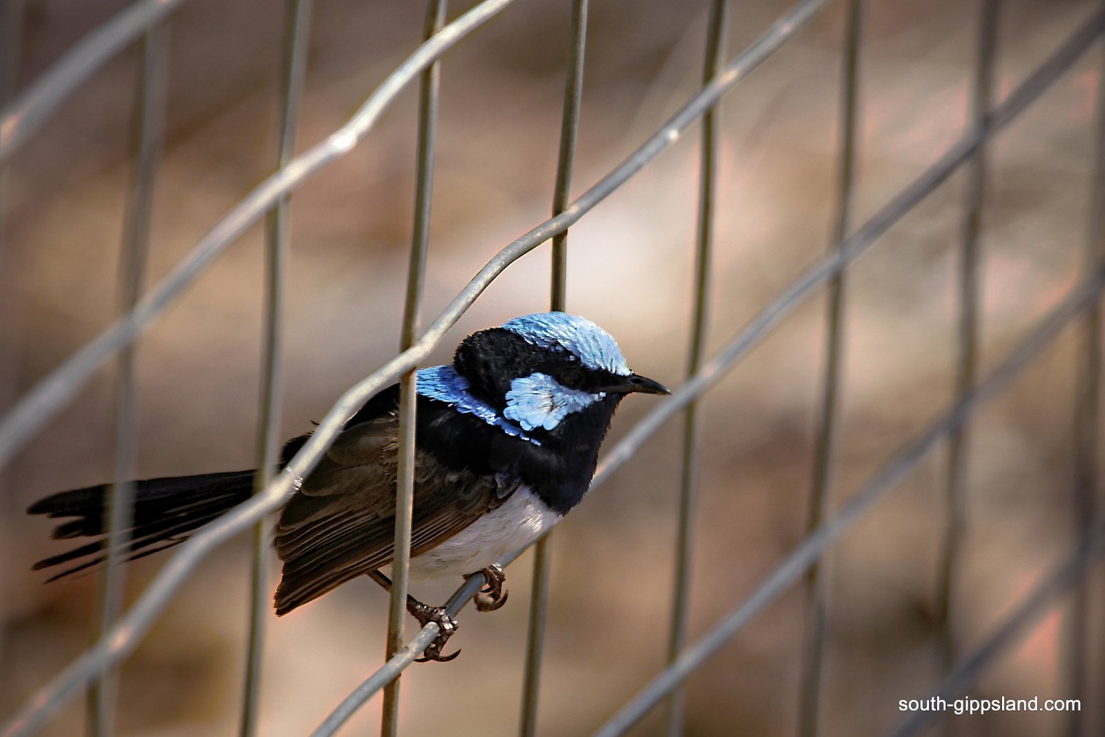 Native Australian Birds South Gippsland - Victoria - Australia