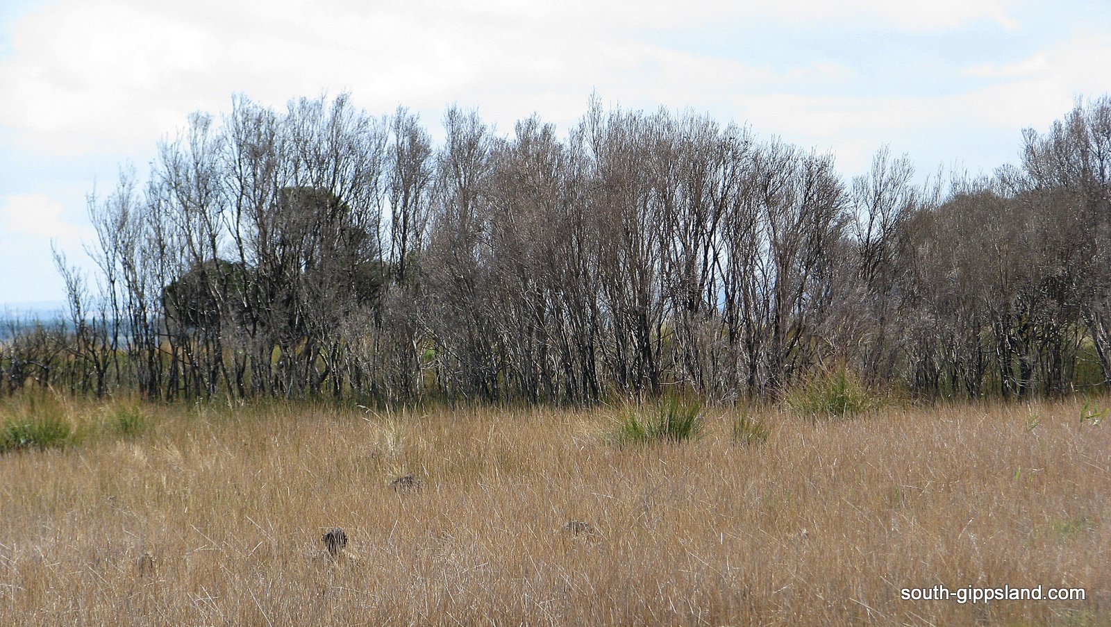 Coastal Plants South Gippsland - Victoria - Australia