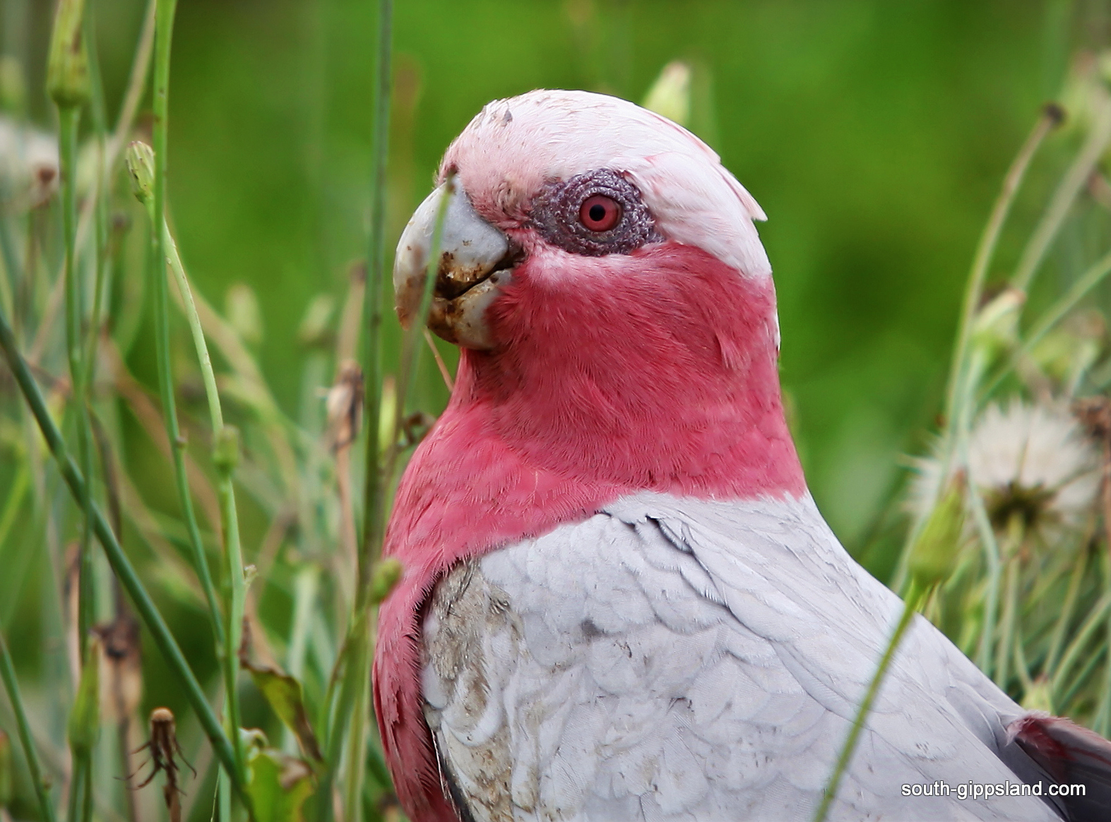 Native Australian Birds South Gippsland - Victoria - Australia