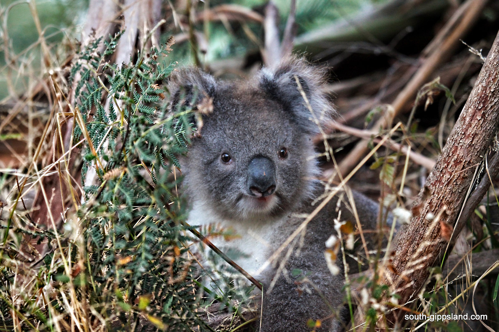 Native Australian Wildlife South Gippsland - Victoria - Australia