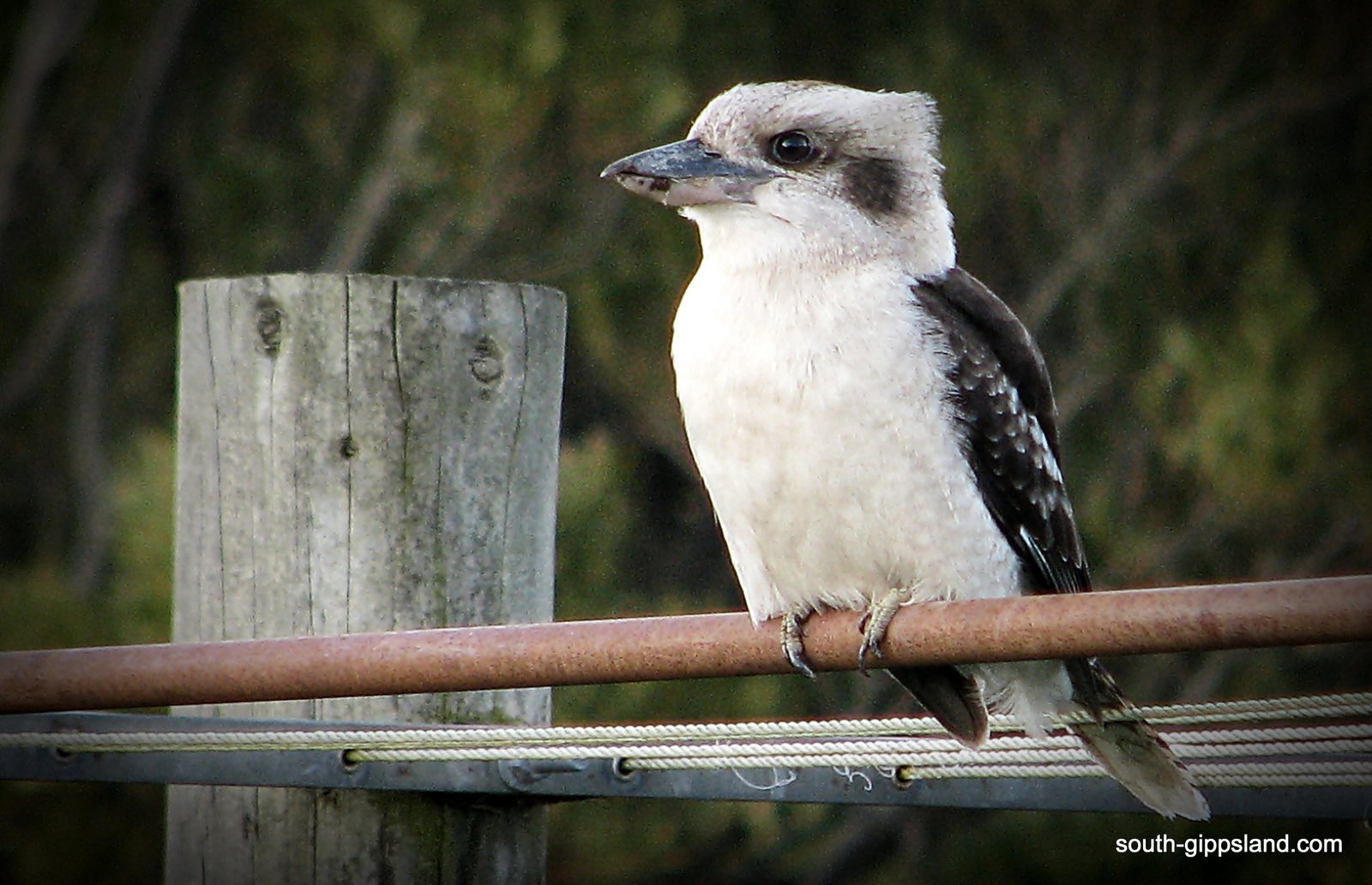 Native Australian Birds South Gippsland - Victoria - Australia