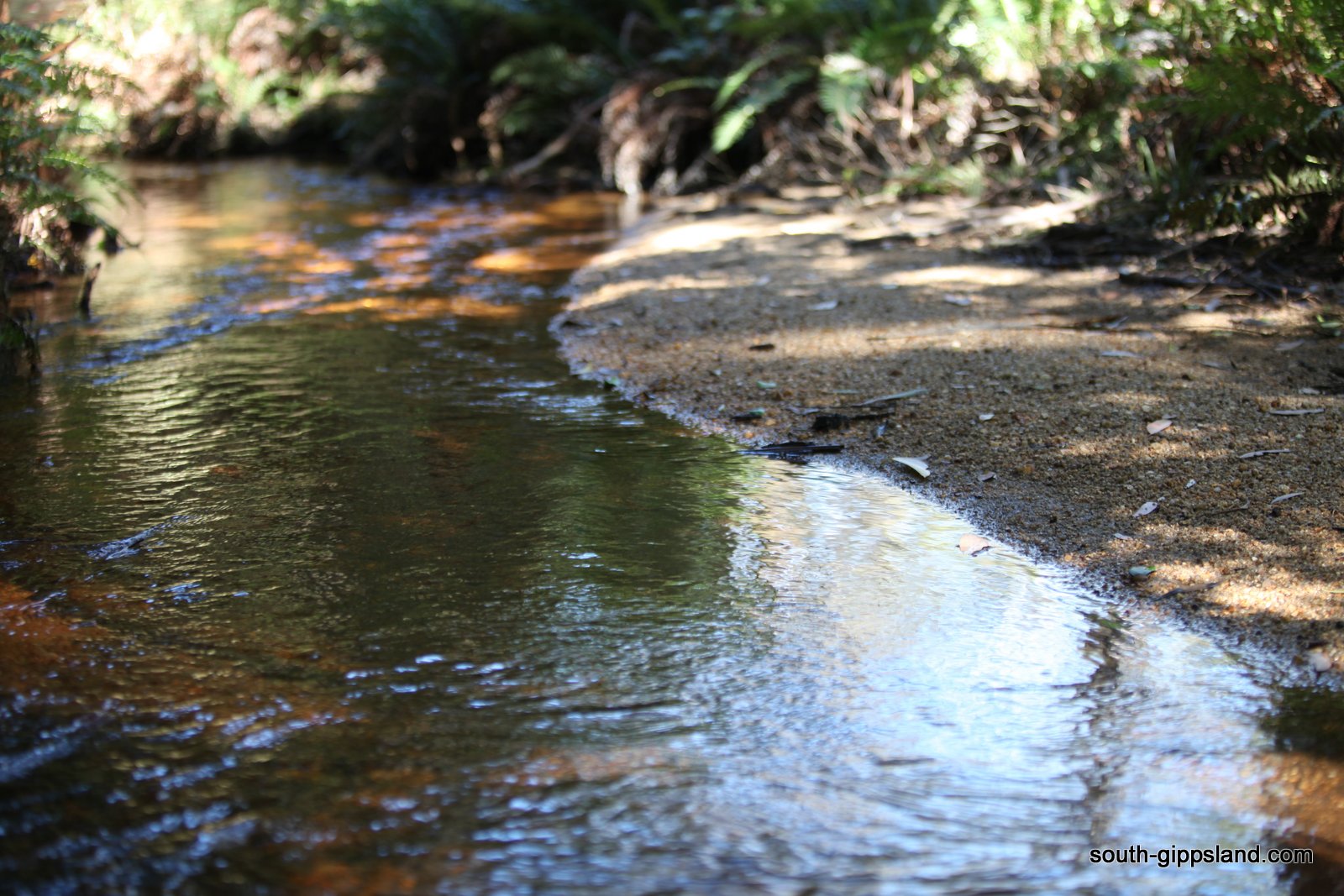 Lilly Pilly Gully Walk South Gippsland - Victoria - Australia
