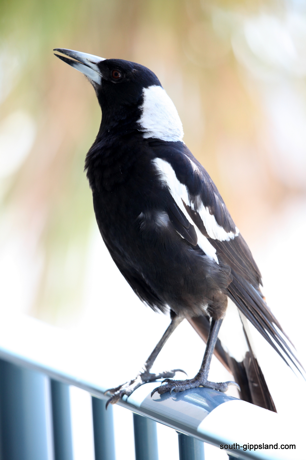 Native Australian Birds South Gippsland - Victoria - Australia