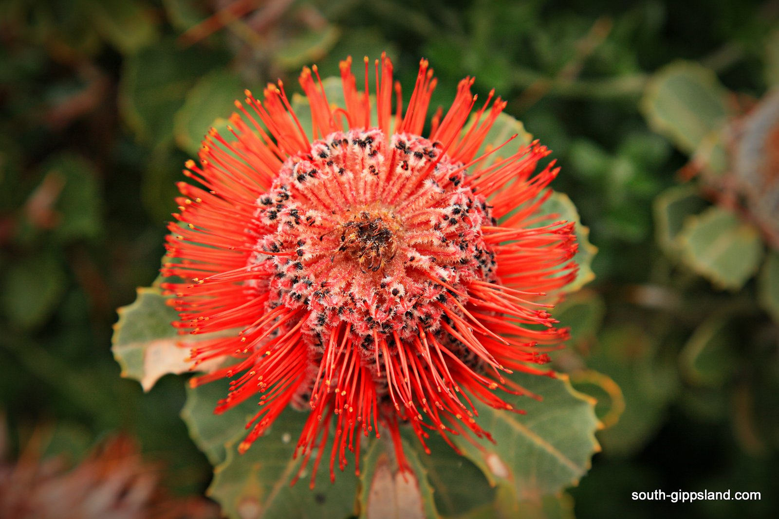 Native Plant Nursery South Gippsland - Victoria - Australia