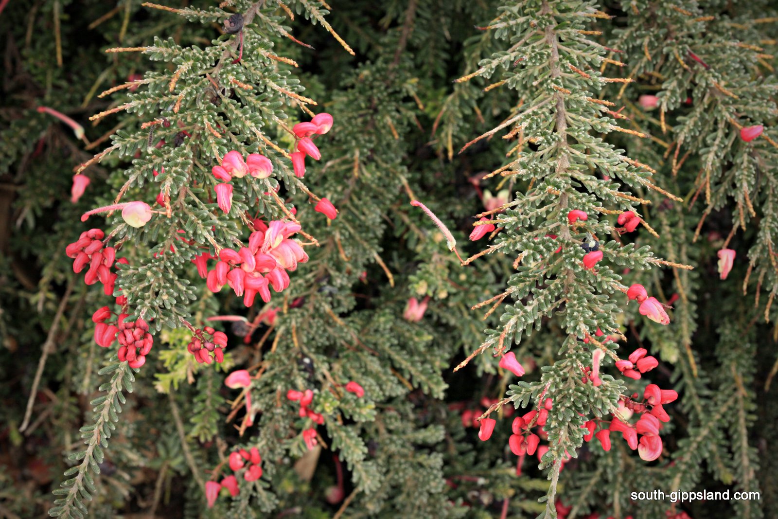 Native Plant Nursery | South Gippsland - Victoria - Australia