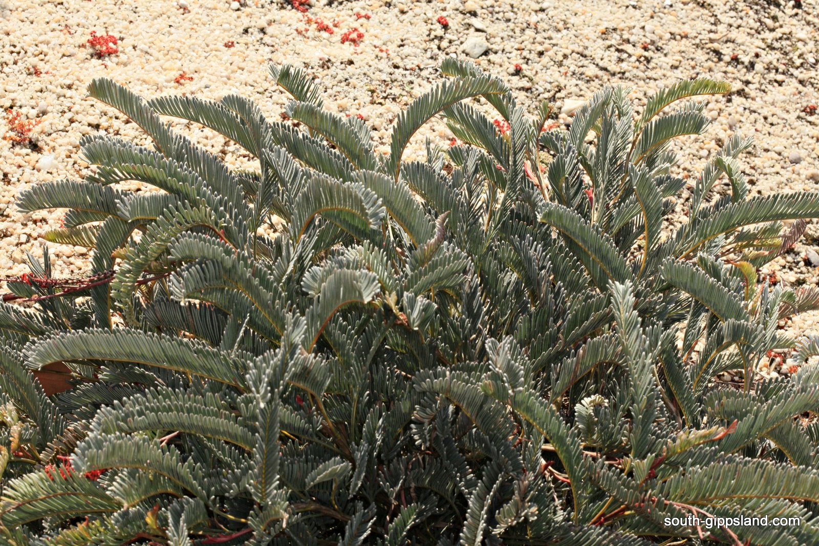 Native Plant Nursery | South Gippsland - Victoria - Australia