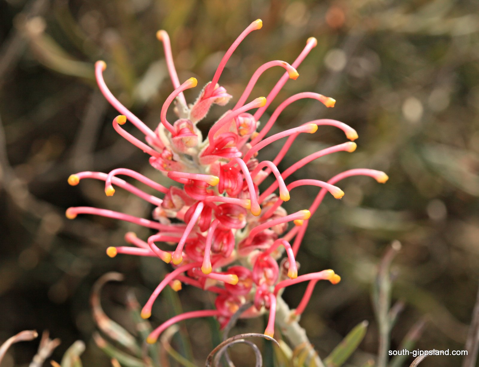 Native Plant Nursery | South Gippsland - Victoria - Australia