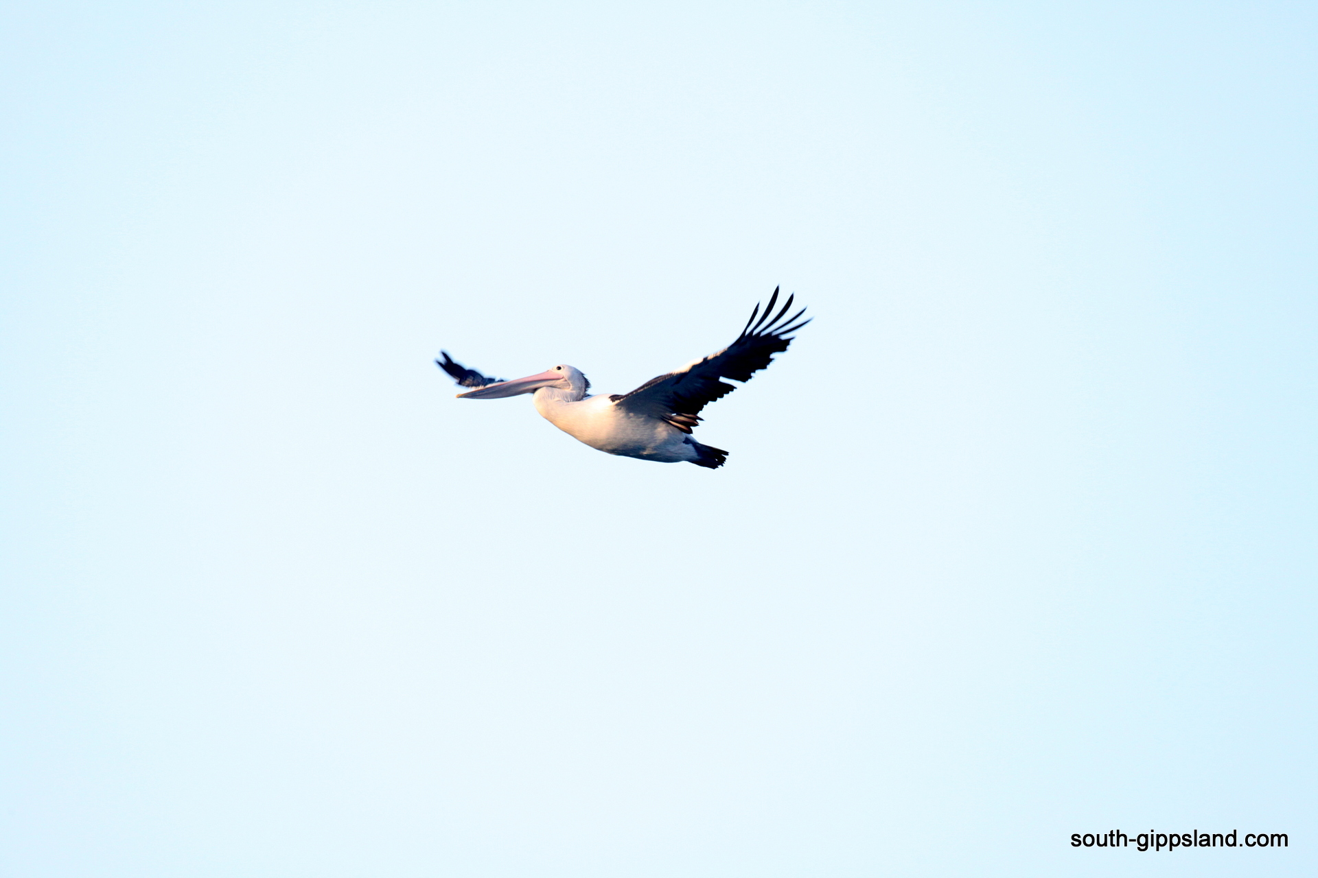 Native Australian Birds South Gippsland - Victoria - Australia
