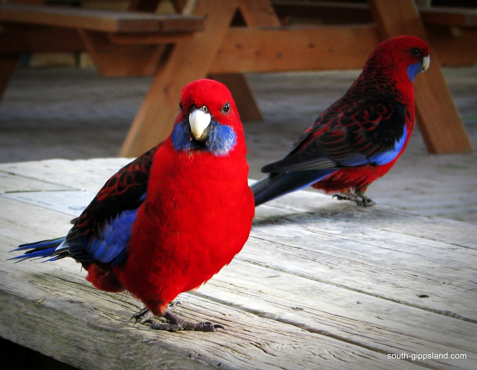 Native Australian Birds South Gippsland - Victoria - Australia