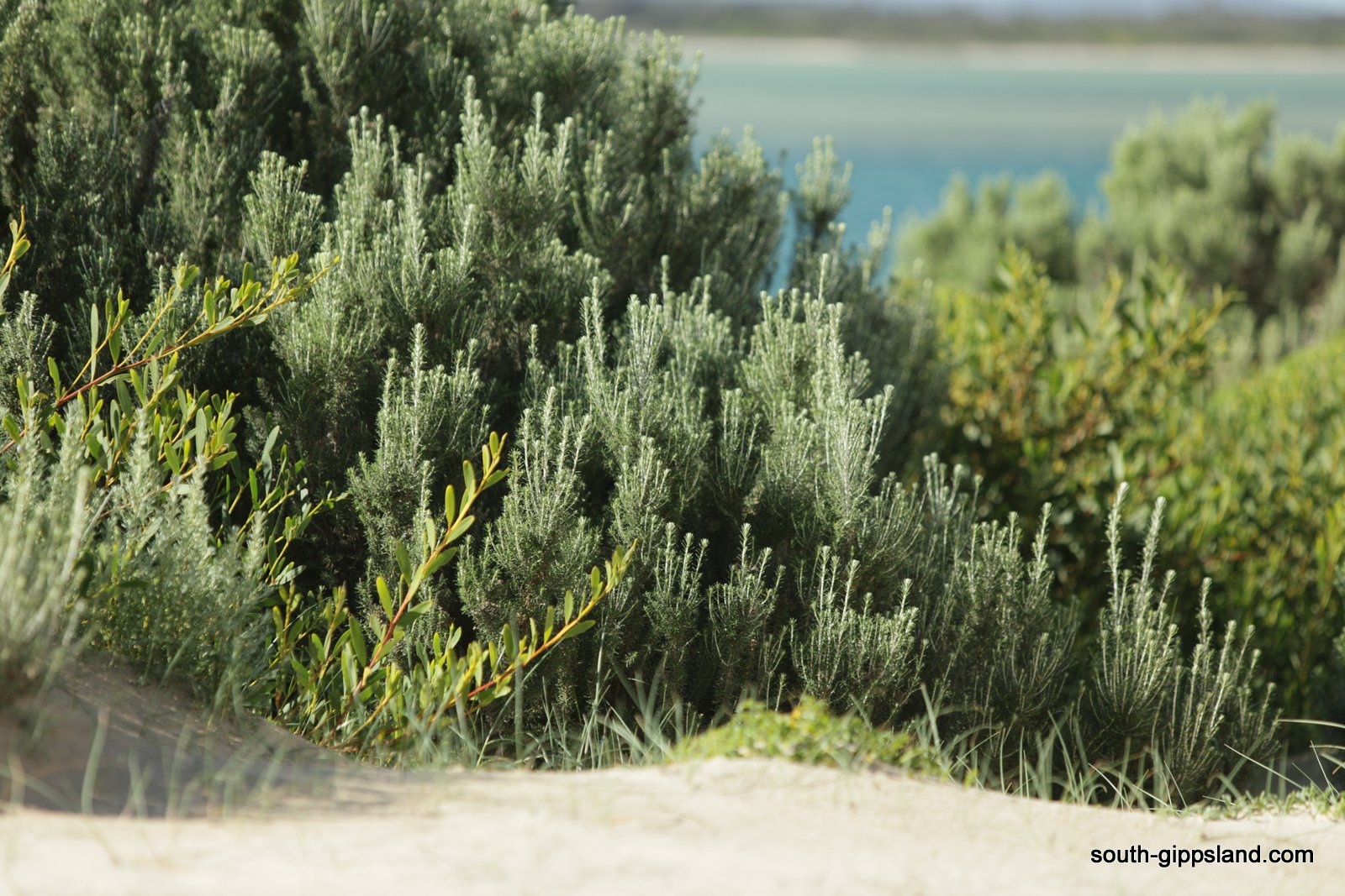 Coastal Plants | South Gippsland - Victoria - Australia