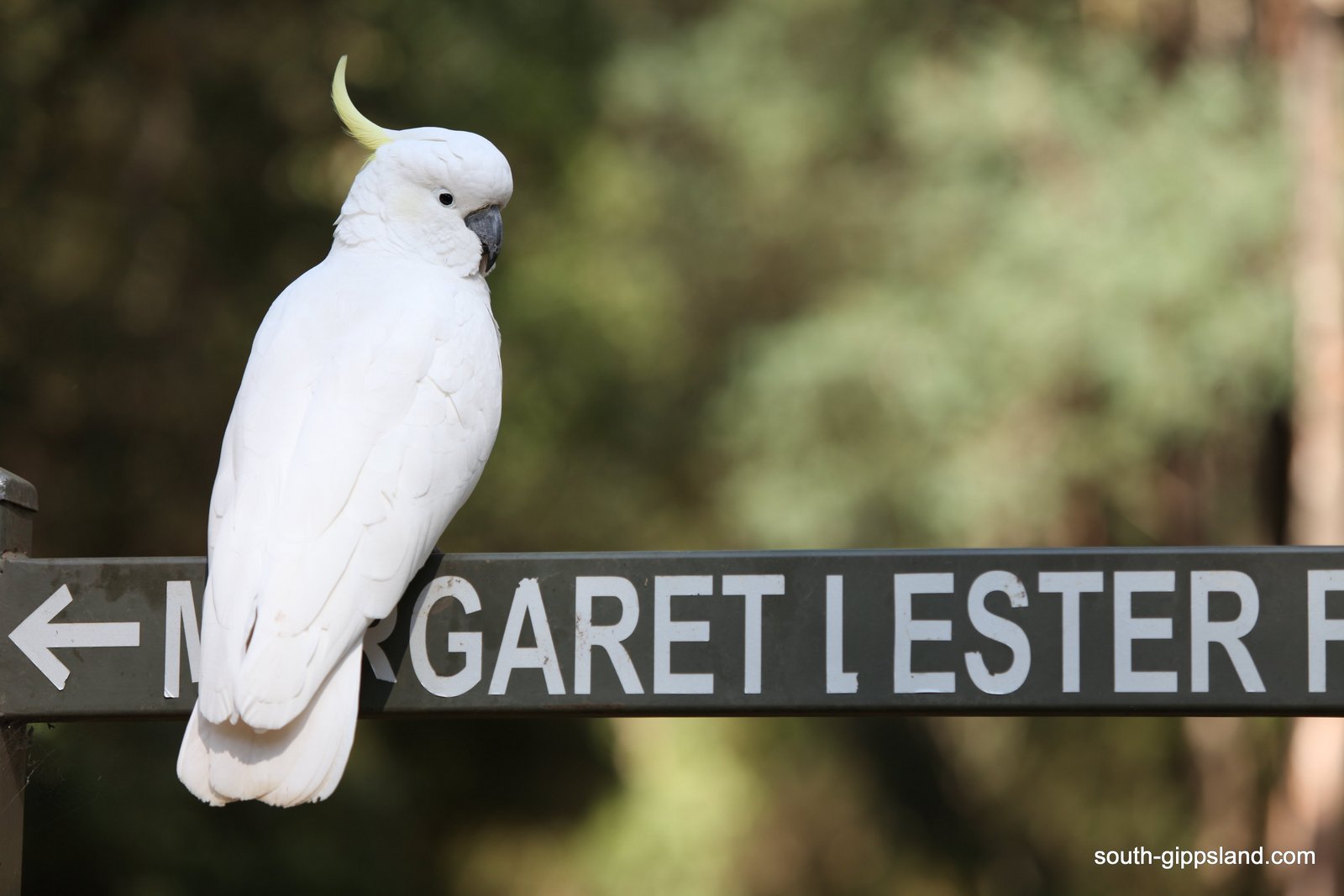 Native Australian Birds South Gippsland - Victoria - Australia