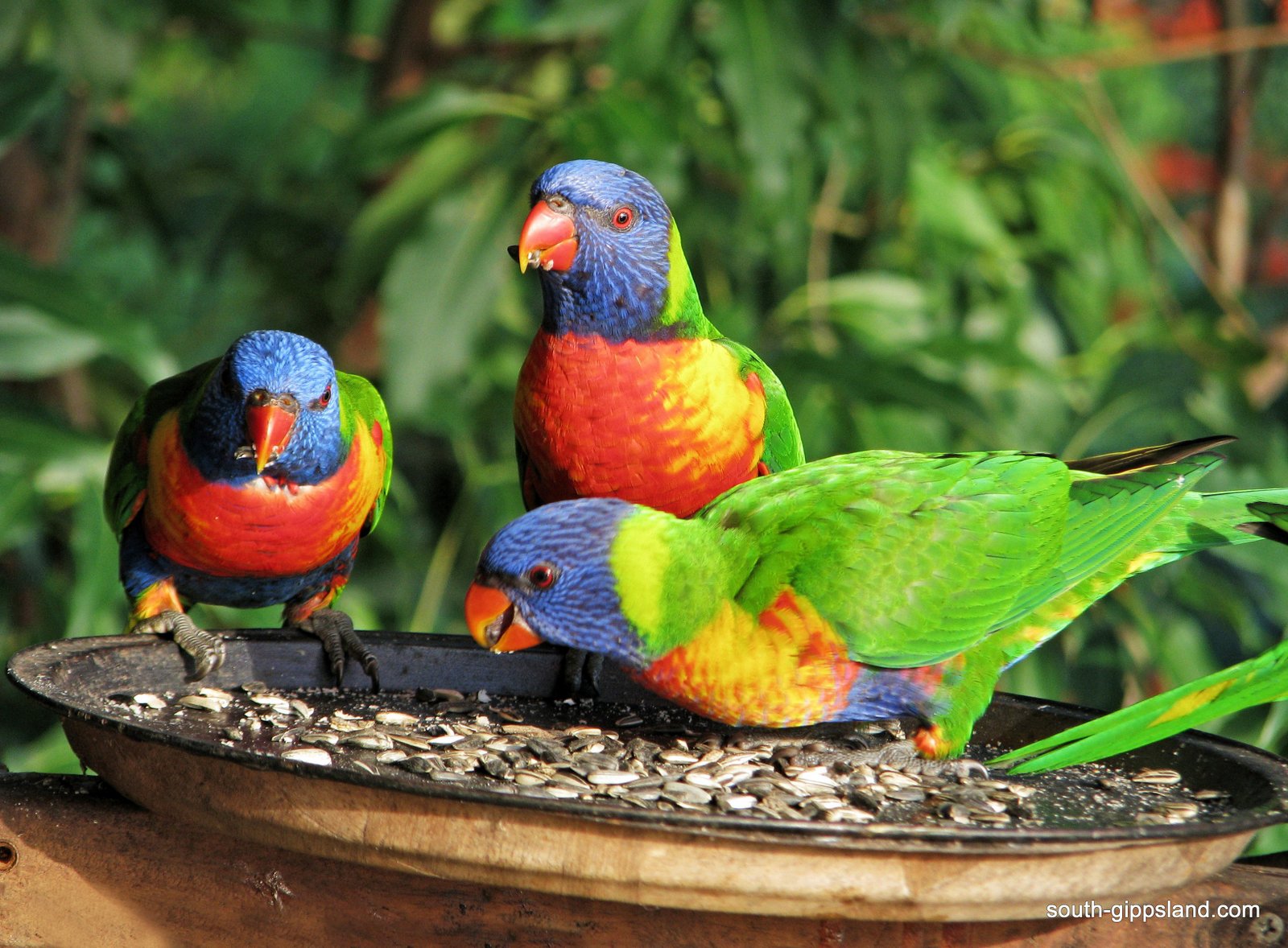 Native Australian Birds South Gippsland - Victoria - Australia