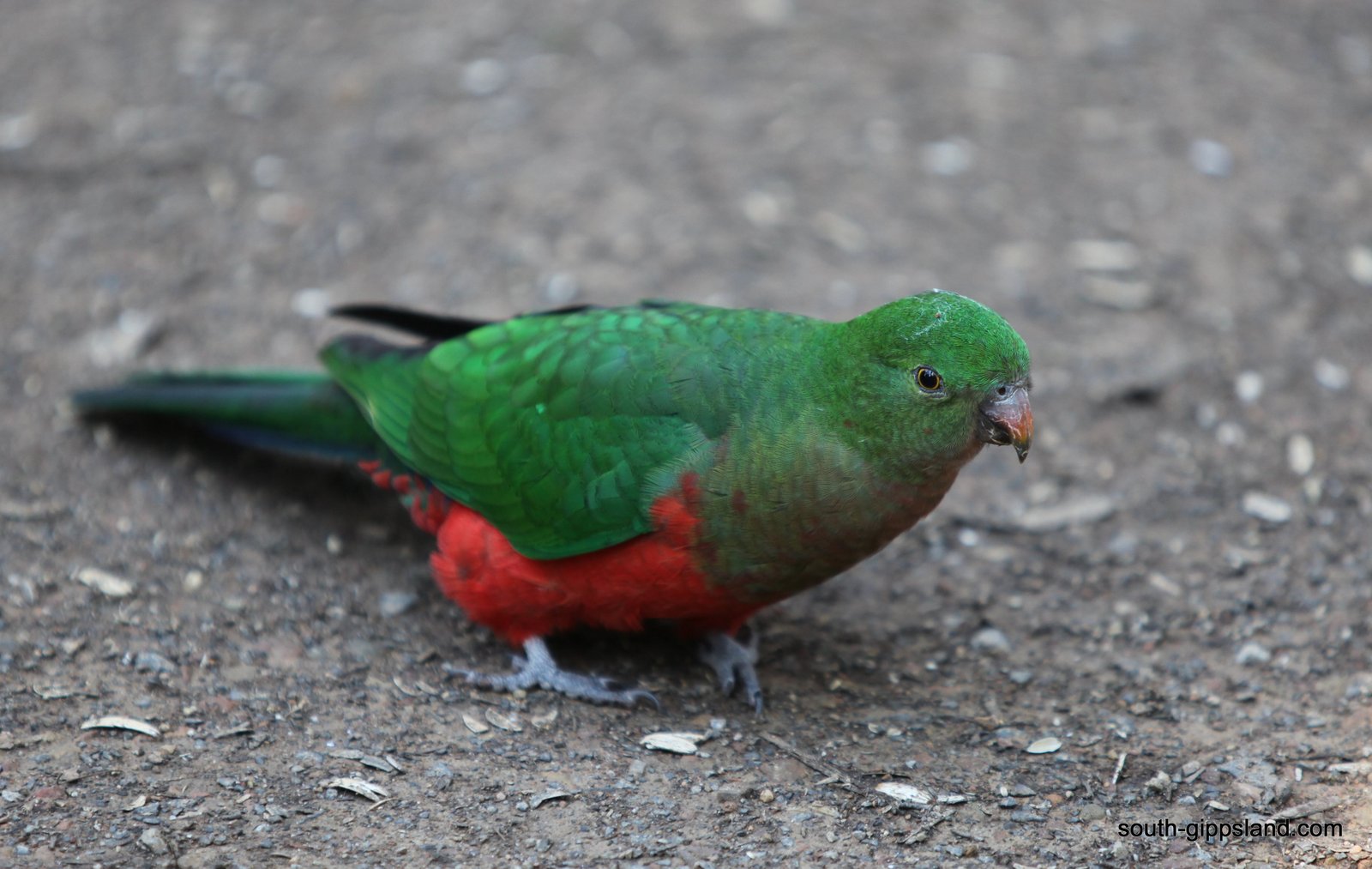 Native Australian Birds South Gippsland - Victoria - Australia